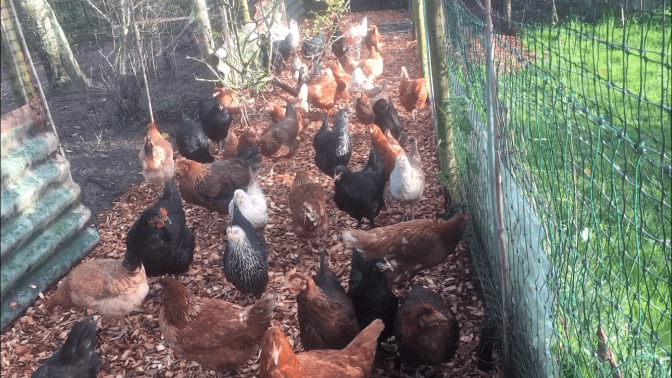 The Hen House Farm: Everything you need to raise hens and poultry.